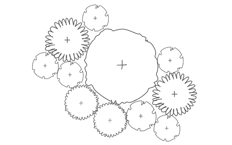 Planting Shrub Roses: How much room do they need?