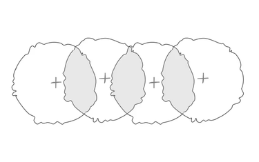 Planting Shrub Roses: How much room do they need?