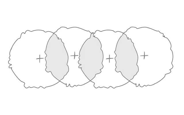 Planting Shrub Roses: How much room do they need?