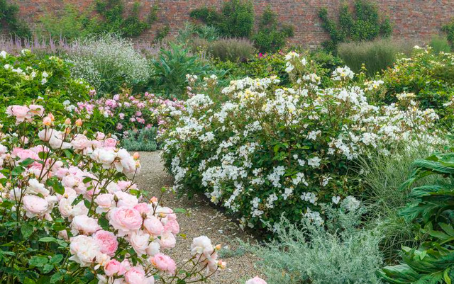 Create A Cottage Style Garden With English Roses