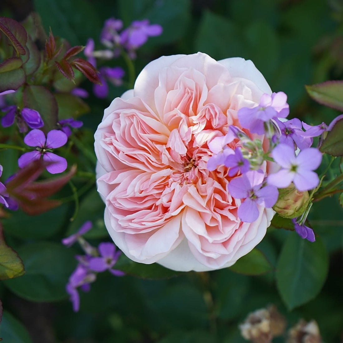 Spotlight on Evelyn®: A rose of charm and character