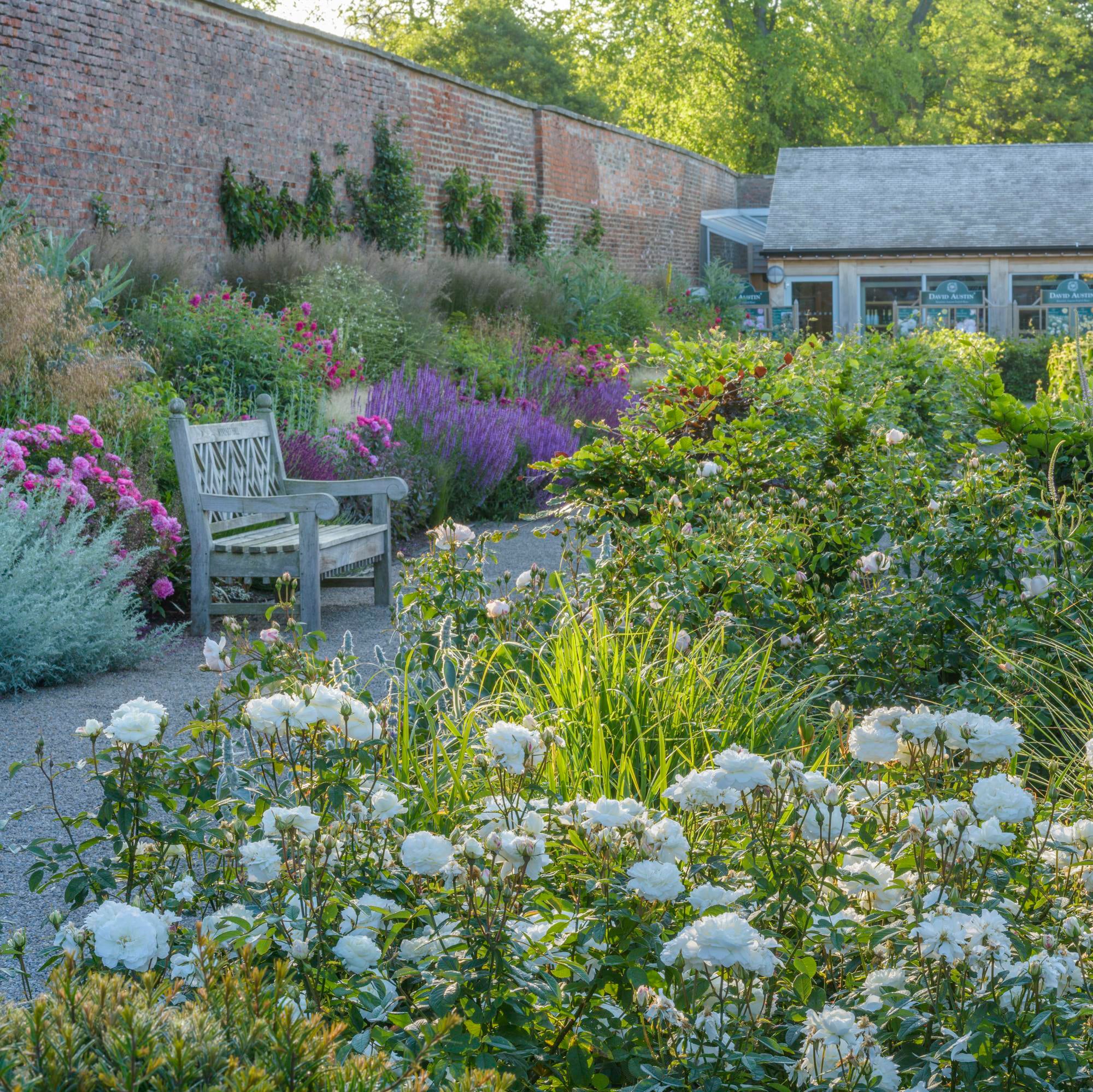 Susan Williams-Ellis (Ausquirk) | English Shrub Rose | David Austin Roses