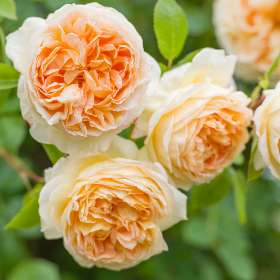 Bathsheba (Auschimbley) | English Climbing Rose | David Austin Roses