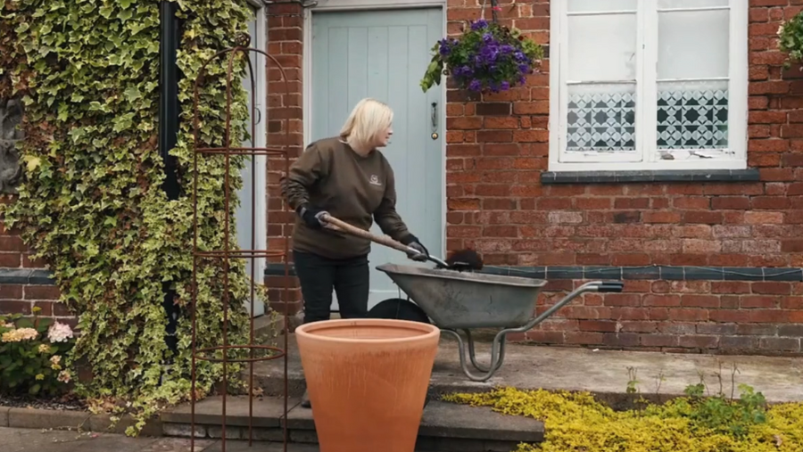 How to plant a potted climbing rose in a pot