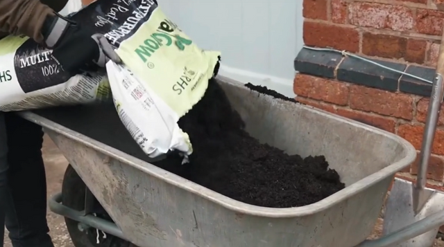 How to plant a potted climbing rose in a pot