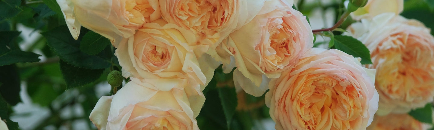 David Austin Roses - Bare root roses, Container roses, English Roses