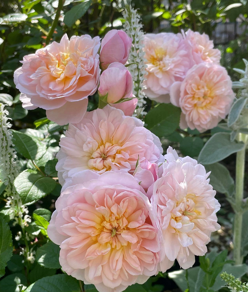 David Austin Roses - Bare root roses, Container roses, English Roses
