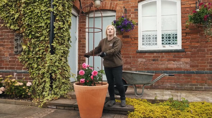 How to plant a potted climbing rose in a pot