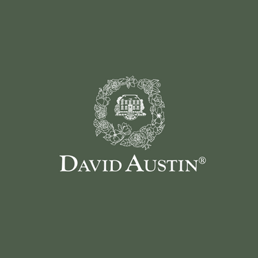 David Austin Wedding Roses - Luxury Cut Roses