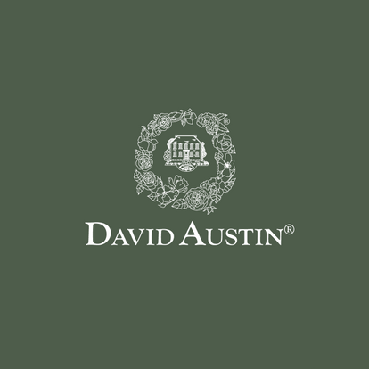 David Austin Wedding Roses - Luxury Cut Roses