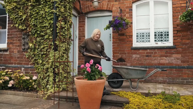 How to plant a potted climbing rose in a pot