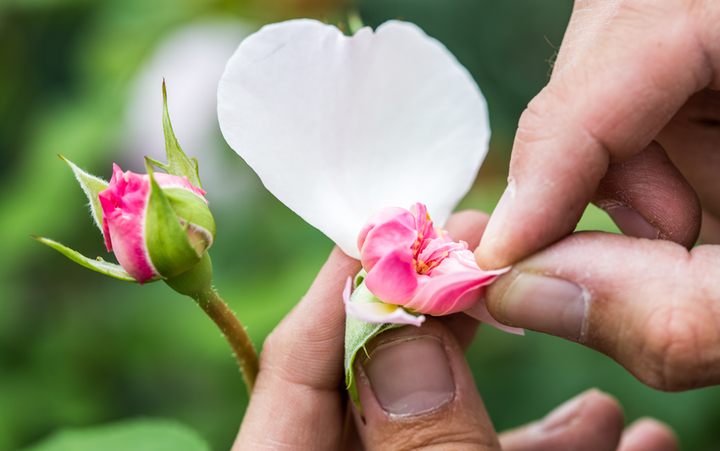 Breeding Programme | David Austin