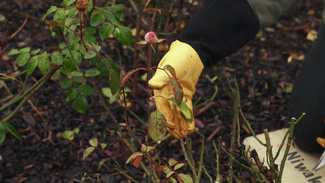 How To Prune Your English Climbing Rose