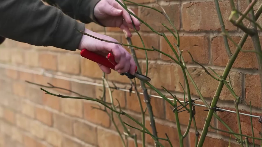 How To Prune Your English Climbing Rose