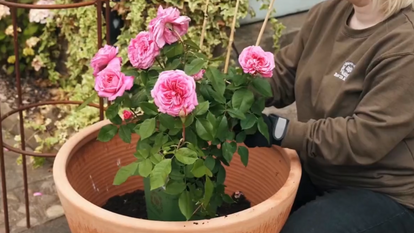 How to plant a potted climbing rose in a pot