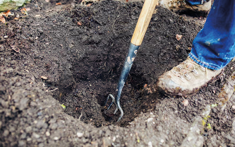 How To Plant Bare Root Shrub Rose With Confidence
