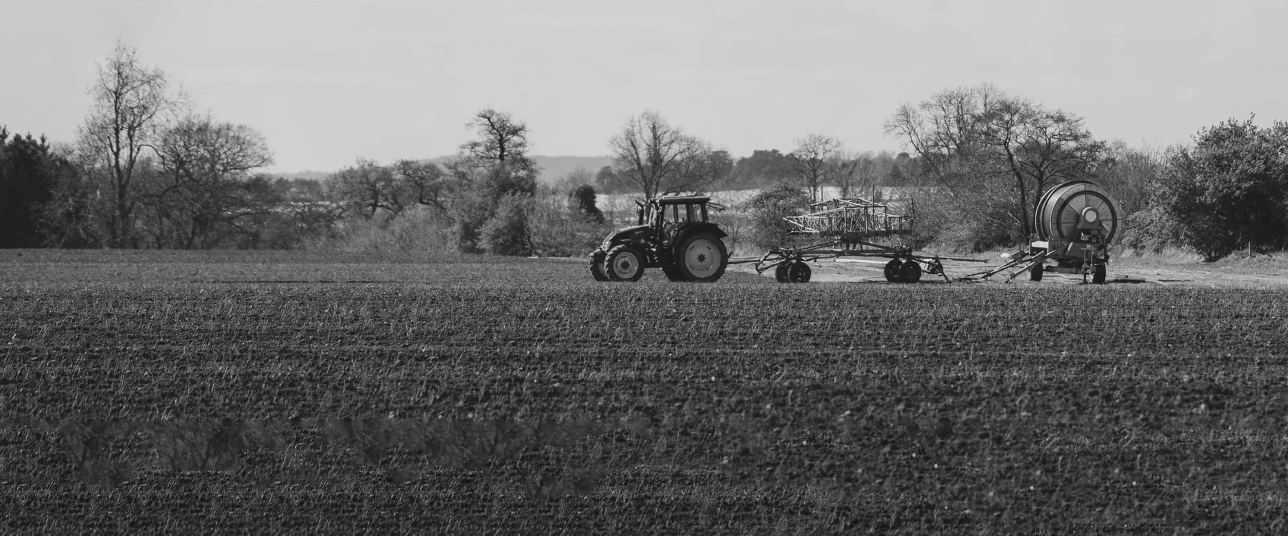 Charles Rennie Mackintosh (Ausren) | English Shrub Rose | David Austin ...