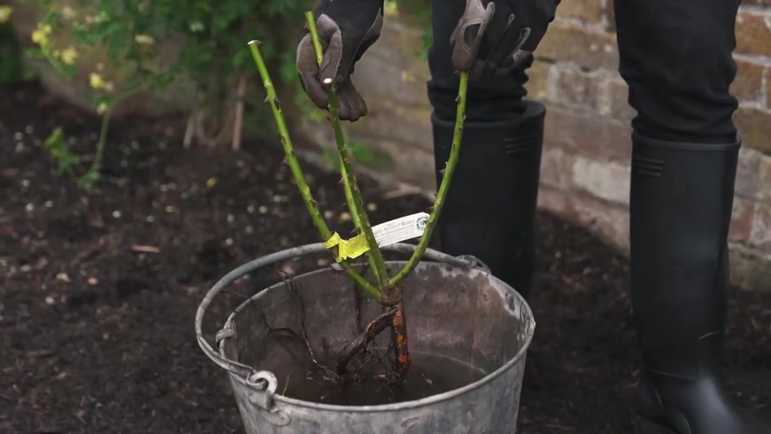 How To Plant A Bare Root Climbing Rose
