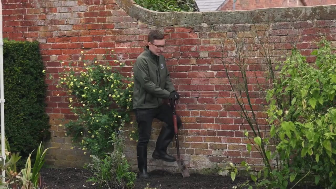 How To Plant A Bare Root Climbing Rose