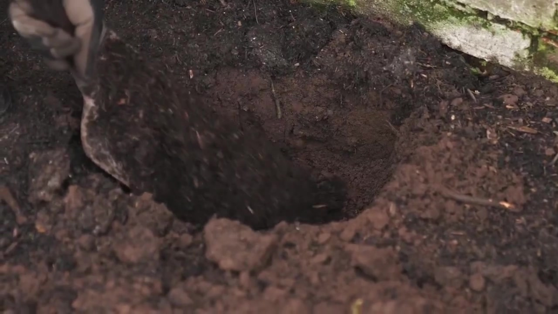 How To Plant A Bare Root Climbing Rose