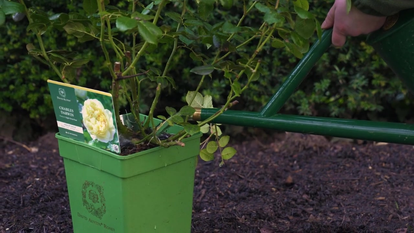 How to plant a potted rose