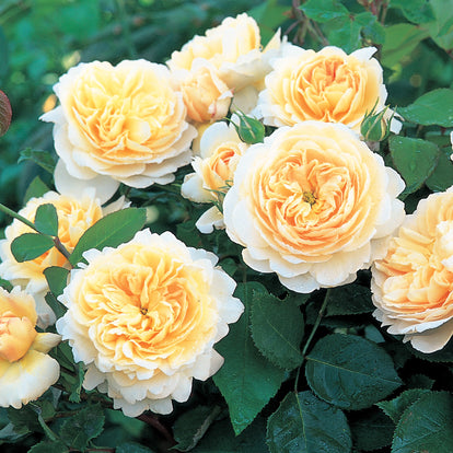 Crocus Rose (Ausquest) | English Shrub Rose | David Austin Roses
