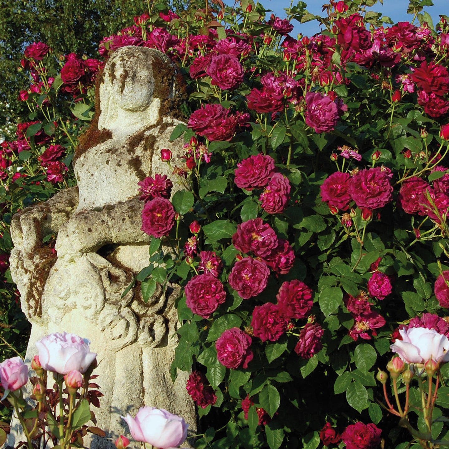 Chianti (Auswine) | English Shrub Rose | David Austin Roses