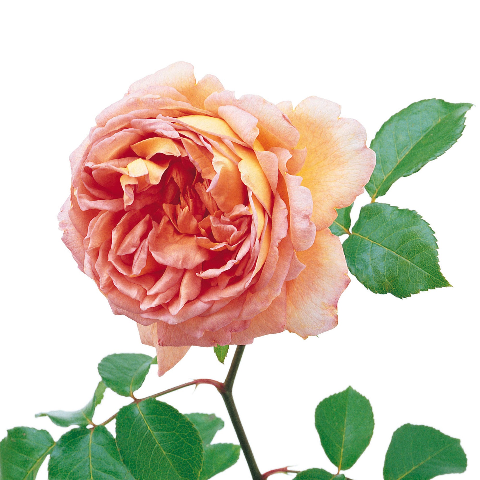Abraham Darby (Auscot) | English Shrub Rose | David Austin Roses