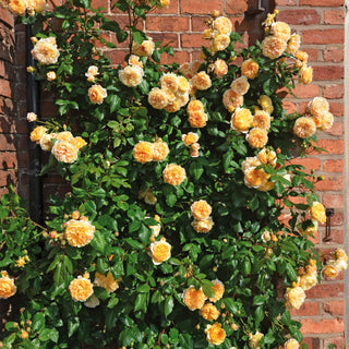Crown Princess Margareta (Auswinter) | English Climbing Rose | David ...