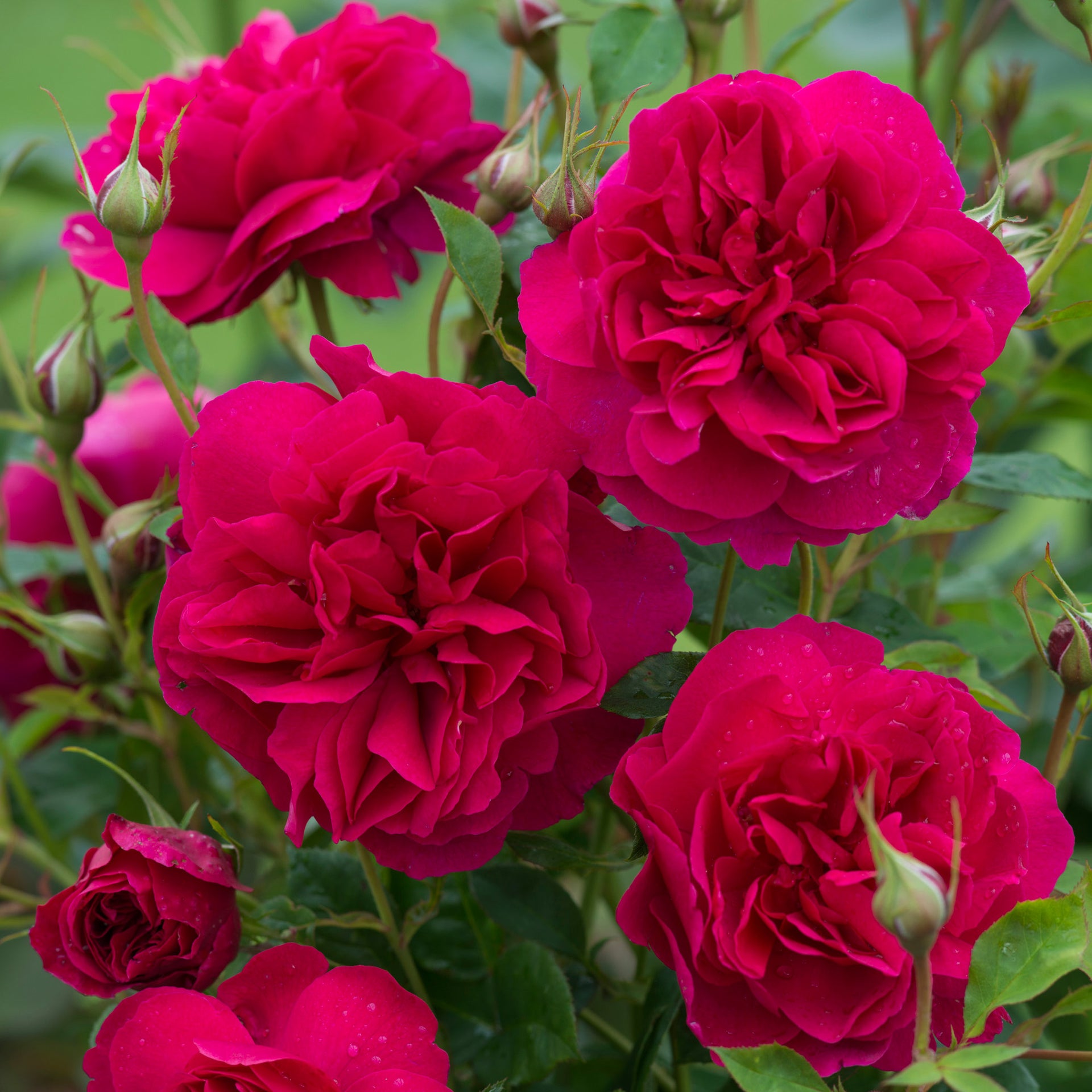 Red Roses - David Austin Roses