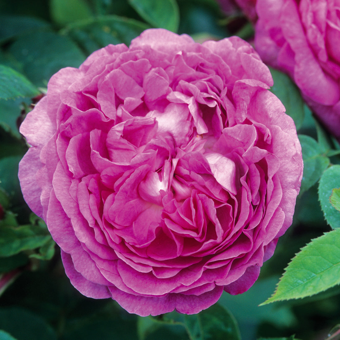 Old Roses - David Austin Roses
