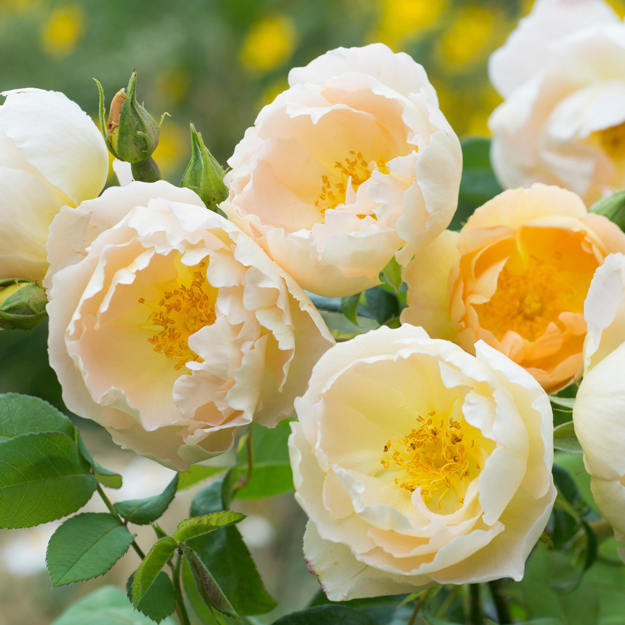 Comte de Champagne (Ausufo) | English Shrub Rose | David Austin Roses