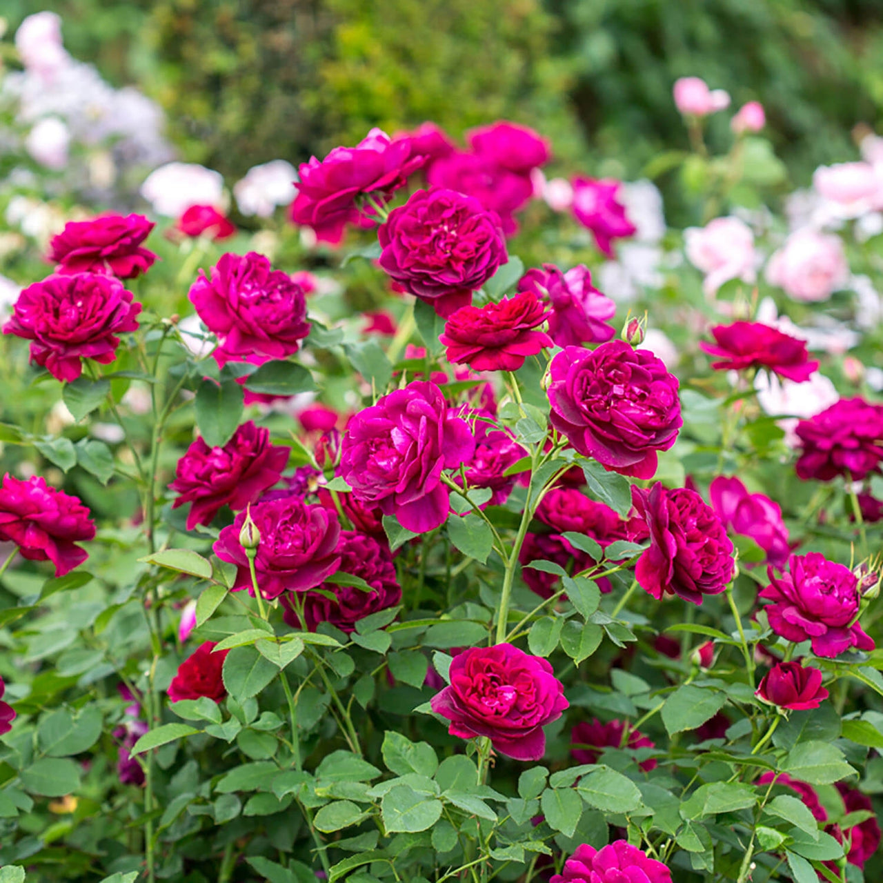 Darcey Bussell (Ausdecorum) | English Shrub Rose | David Austin Roses
