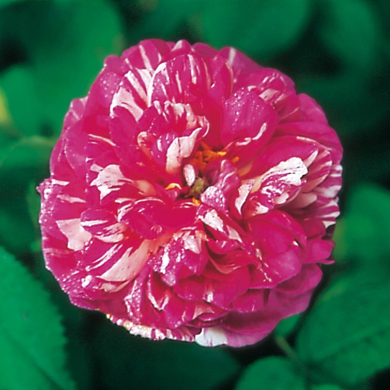 Old Roses - David Austin Roses