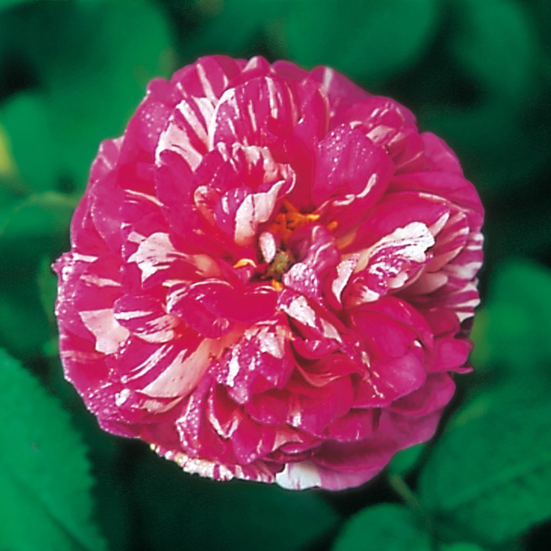 Old Roses - David Austin Roses