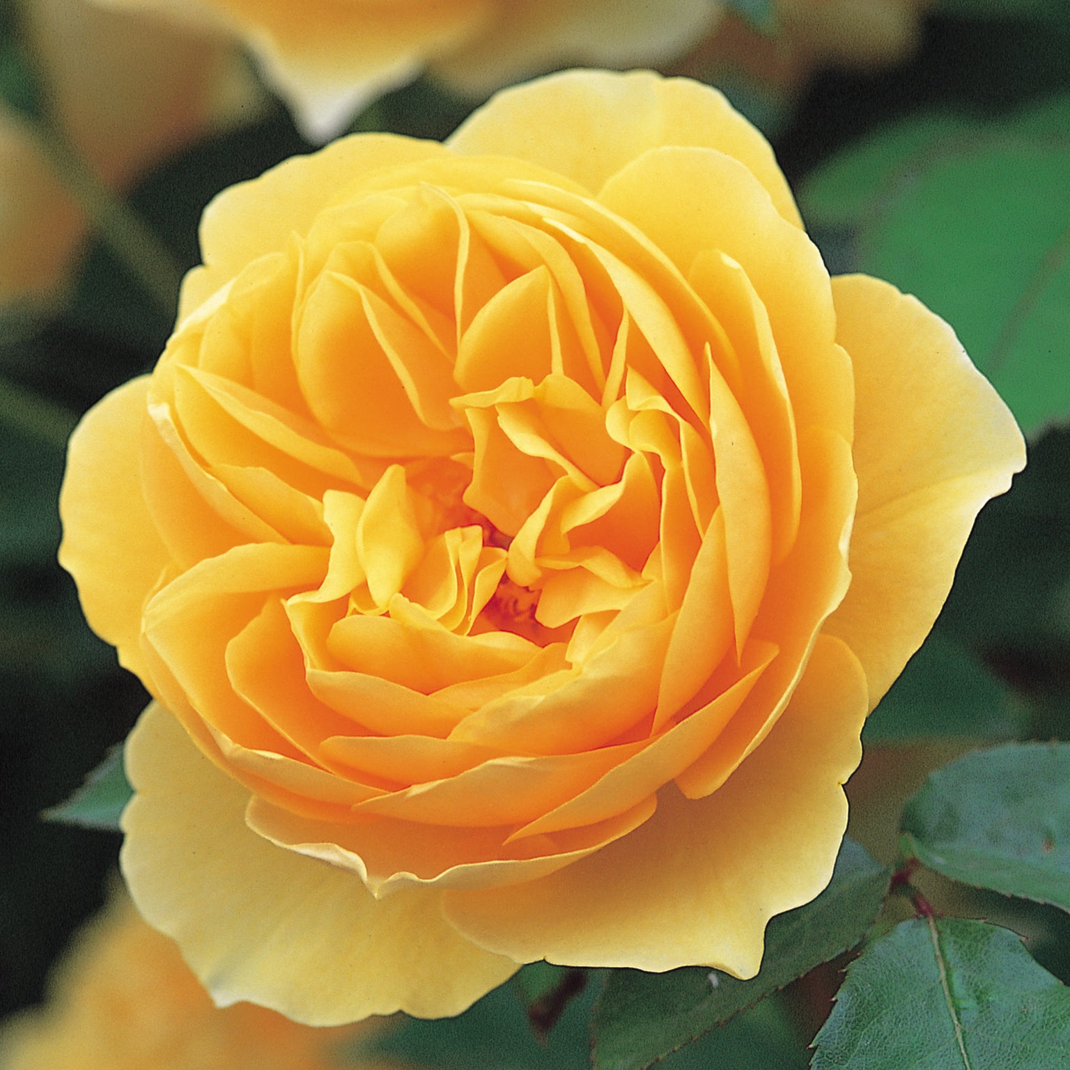 Graham Thomas (Ausmas) | English Climbing Rose | David Austin Roses