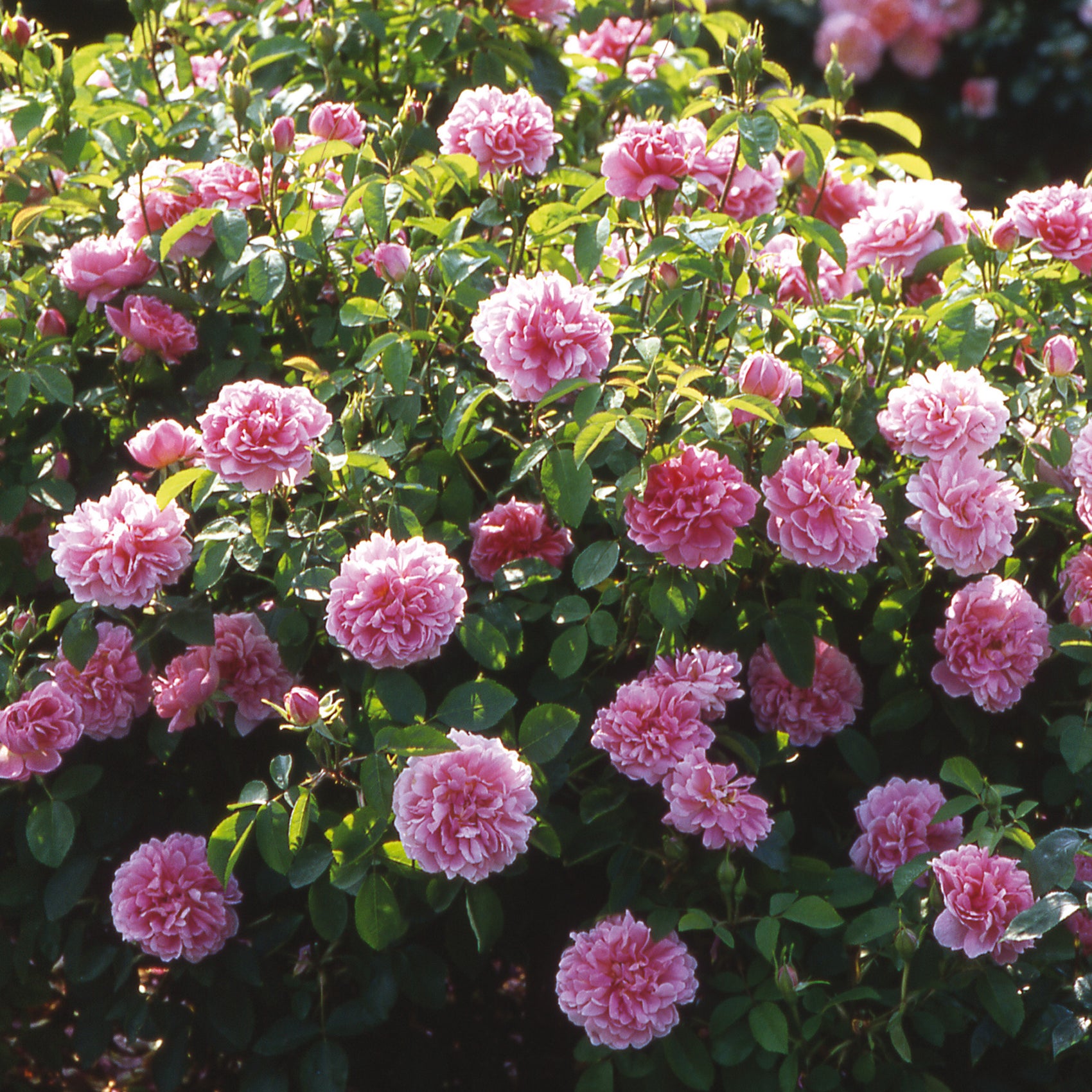 The Countryman (Ausman) | English Shrub Rose | David Austin Roses