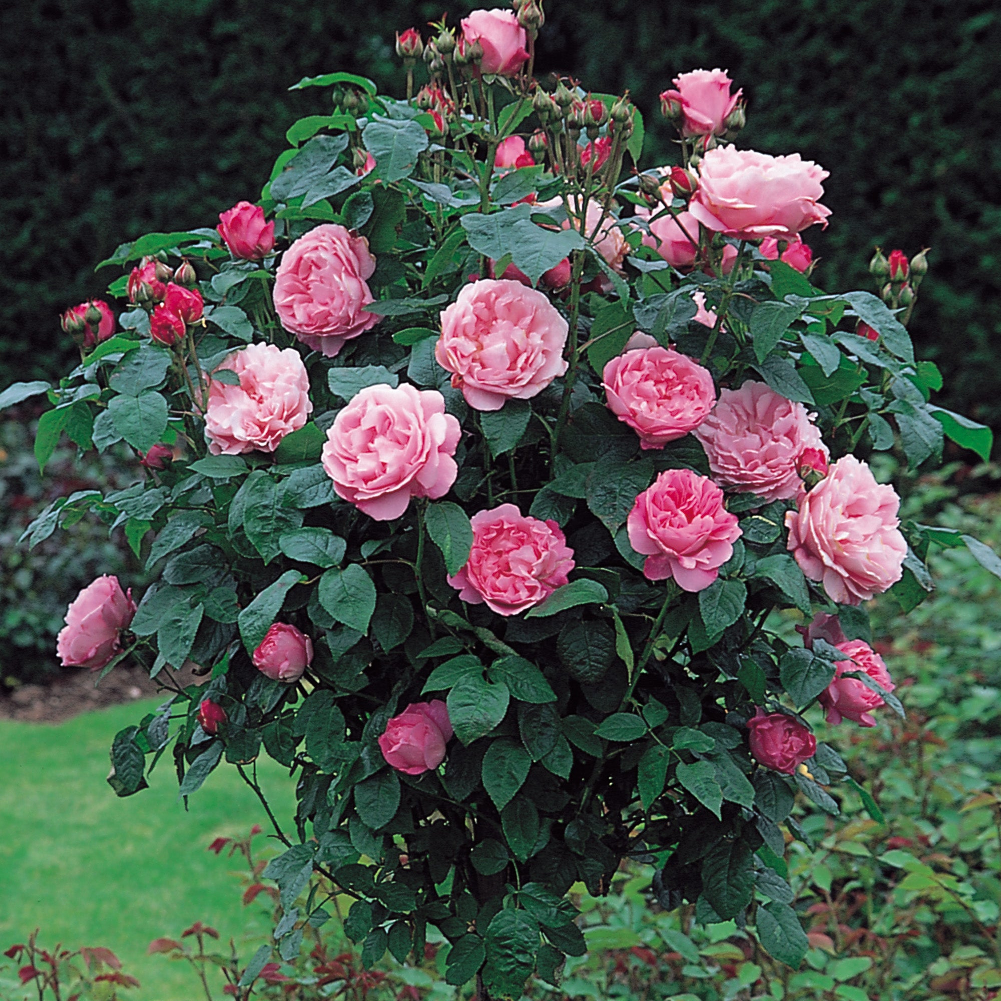 Mary Rose (Ausmary) | English Standard Tree Rose | David Austin Roses