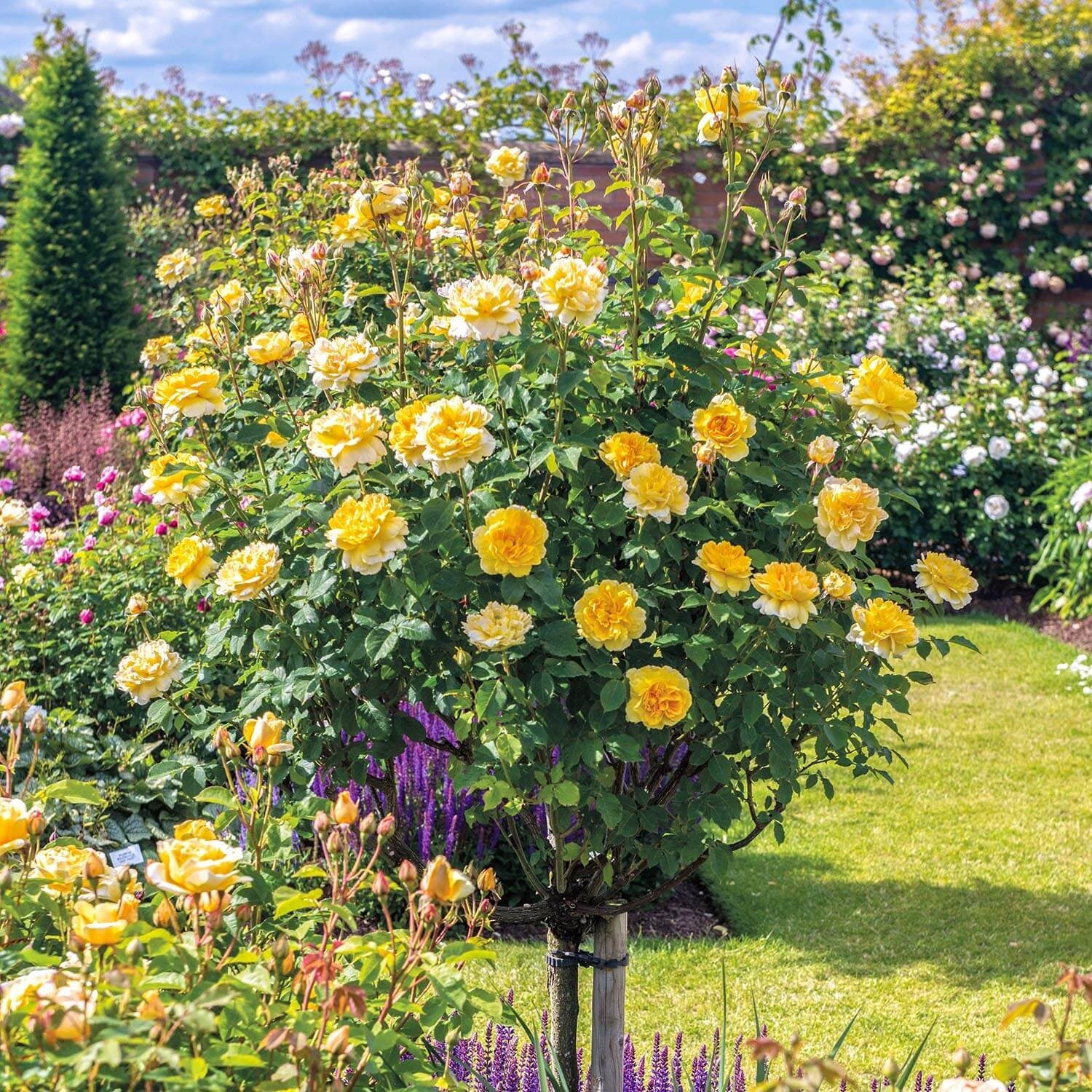 Molineux | English Standard Rose | David Austin Roses