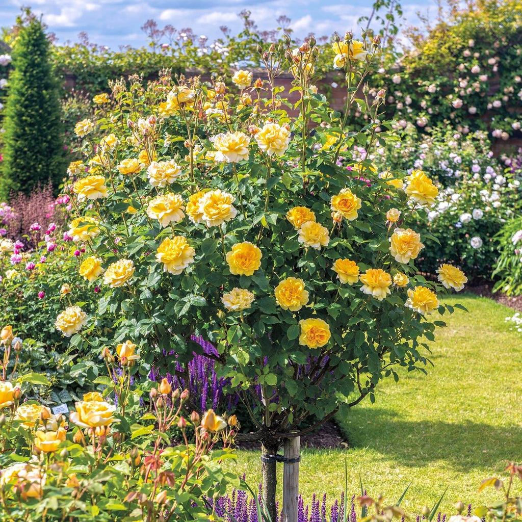 Tree Roses - David Austin Roses