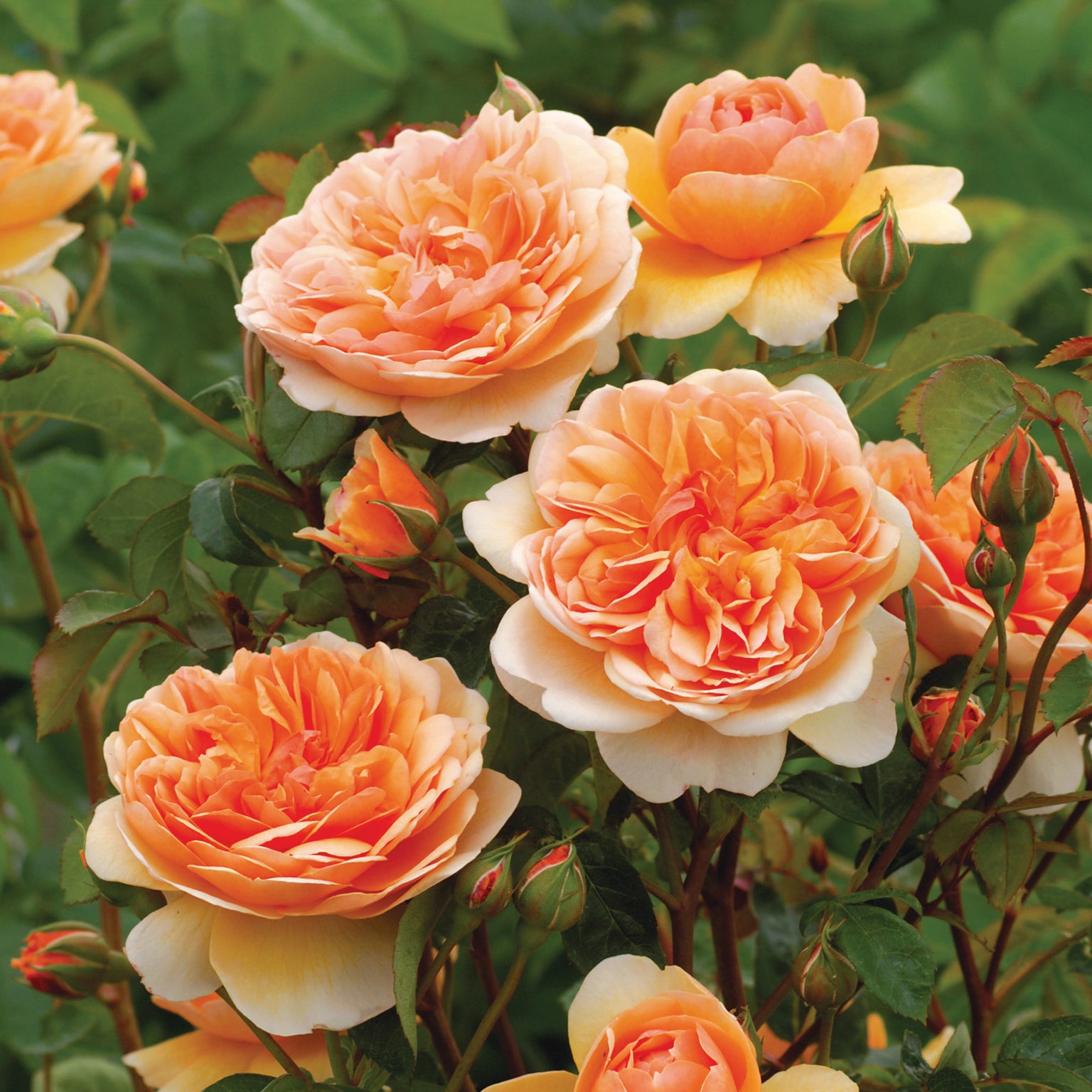 Port Sunlight (Auslofty) | English Shrub Rose | David Austin Roses