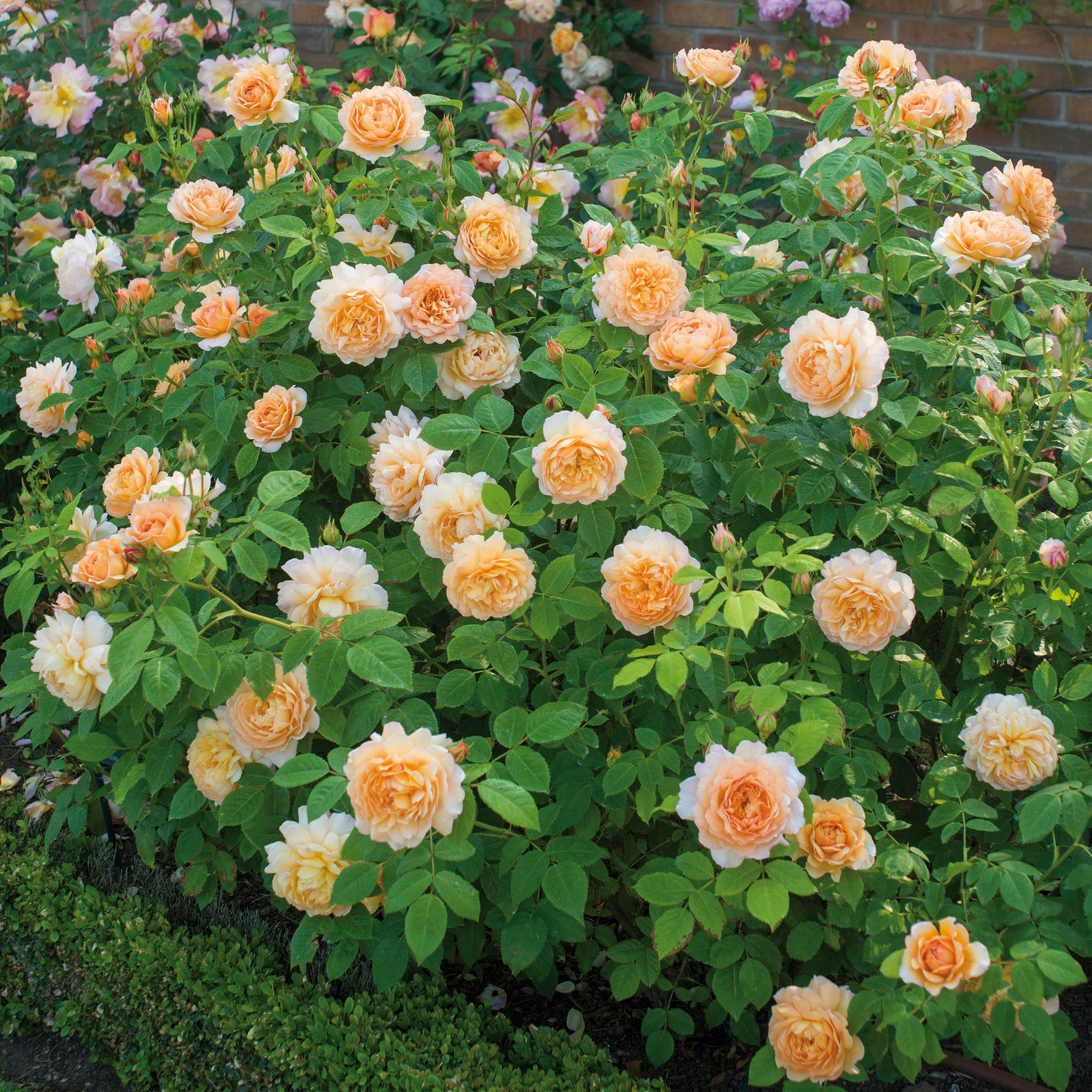 Grace (Auskeppy) | English Shrub Rose | David Austin Roses