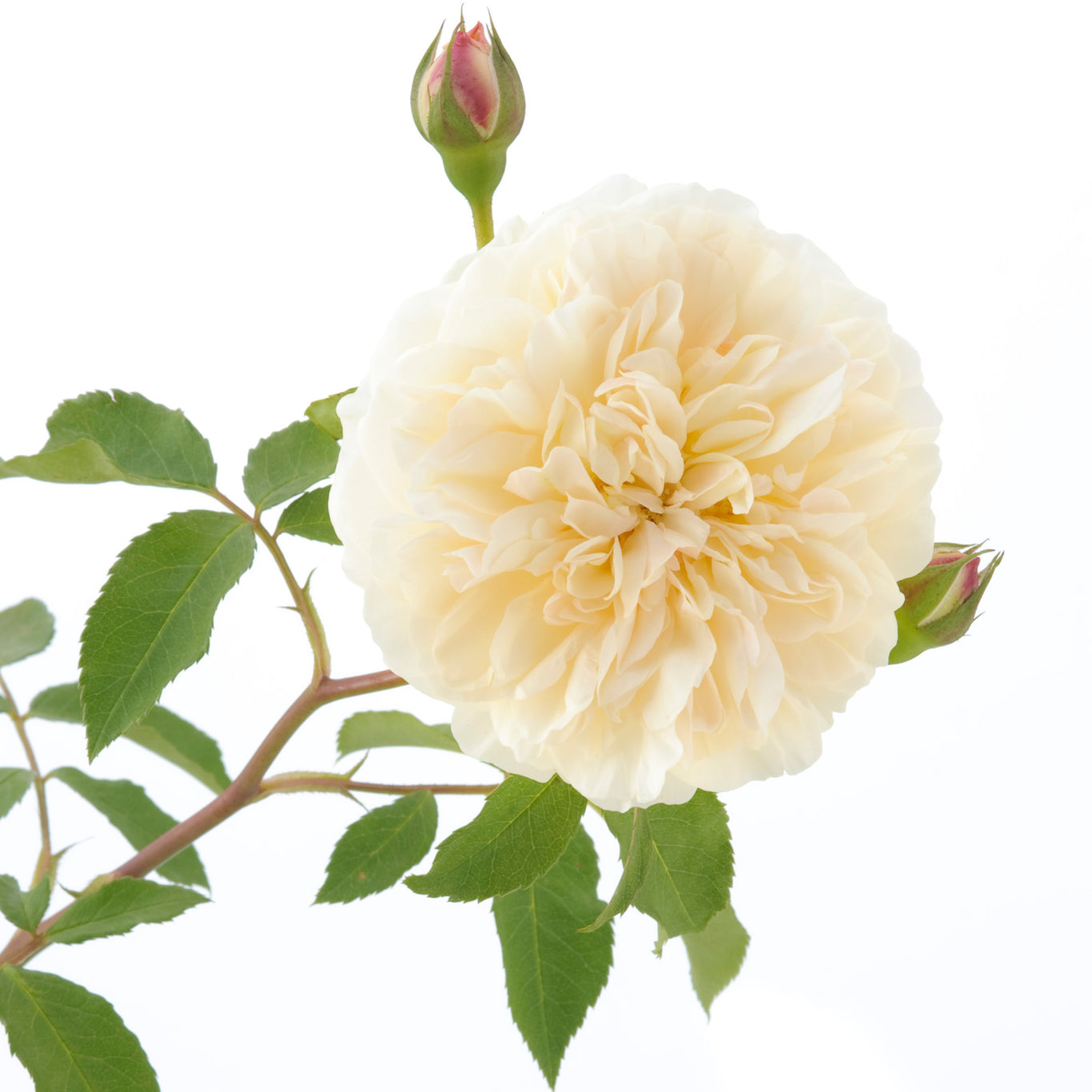 Lichfield Angel (Ausrelate) | English Shrub Rose | David Austin Roses