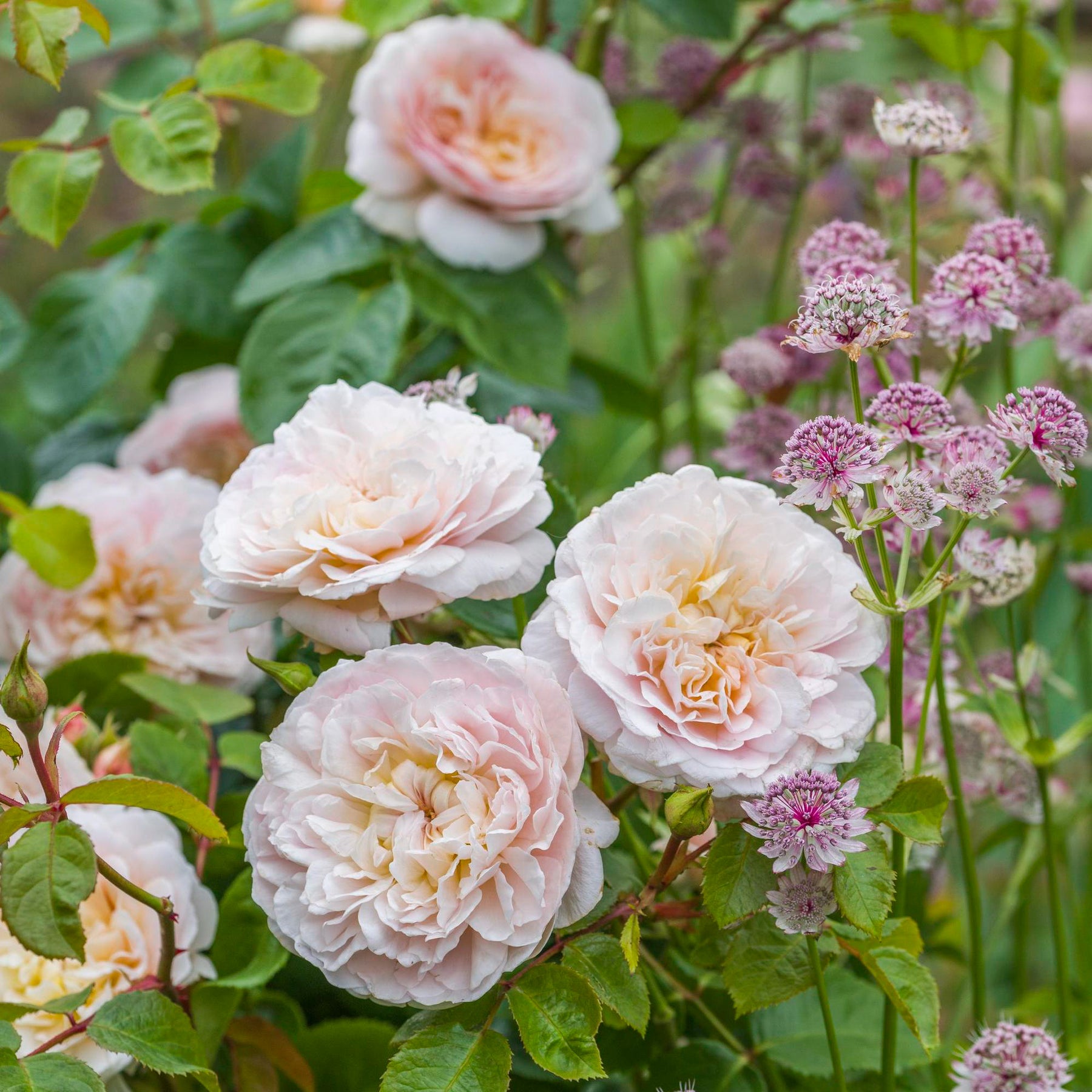 Roses Suitable for Zones 6 to 7 - David Austin Roses