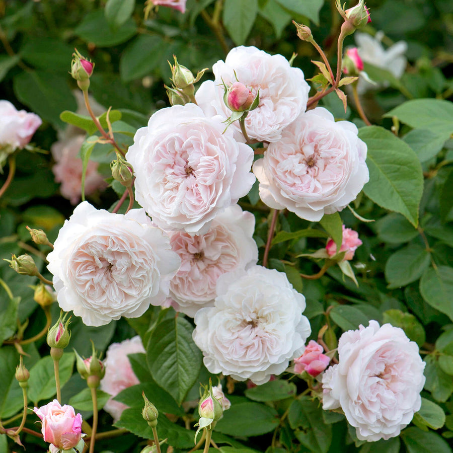 Rambling Roses - David Austin Roses