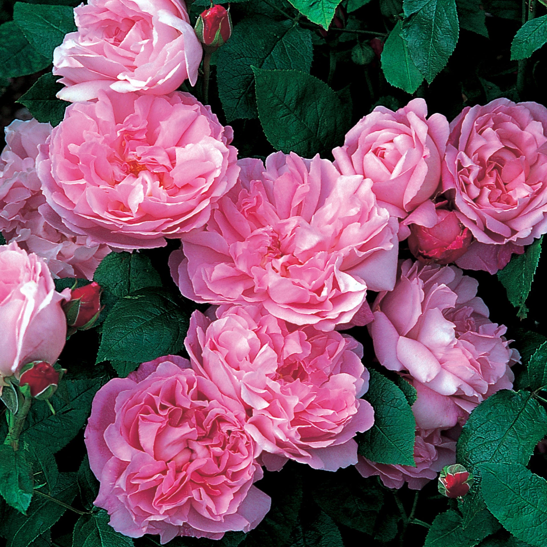 Mary Rose (Ausmary) | English Shrub Rose | David Austin Roses