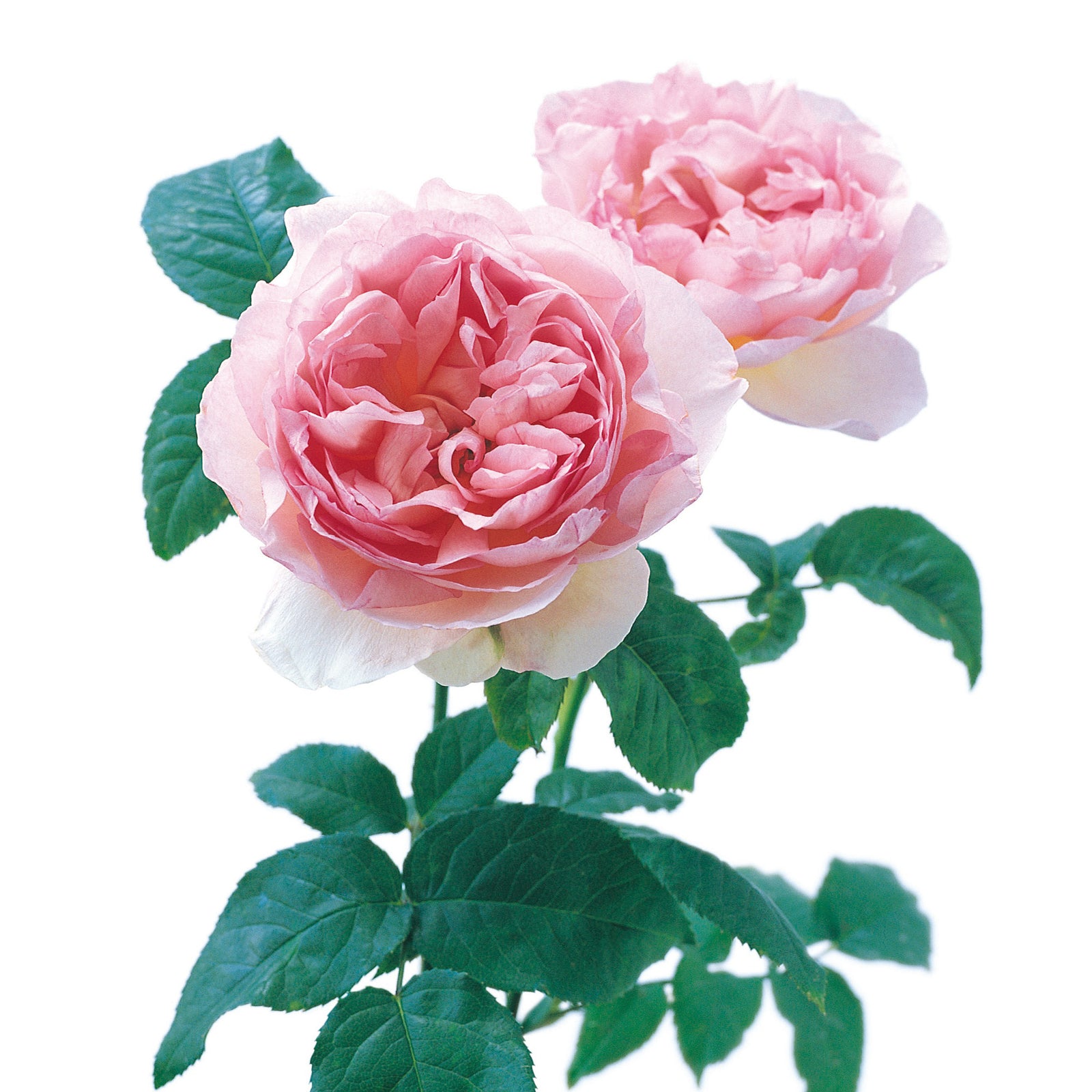 Sharifa Asma (Ausreef) | English Shrub Rose | David Austin Roses