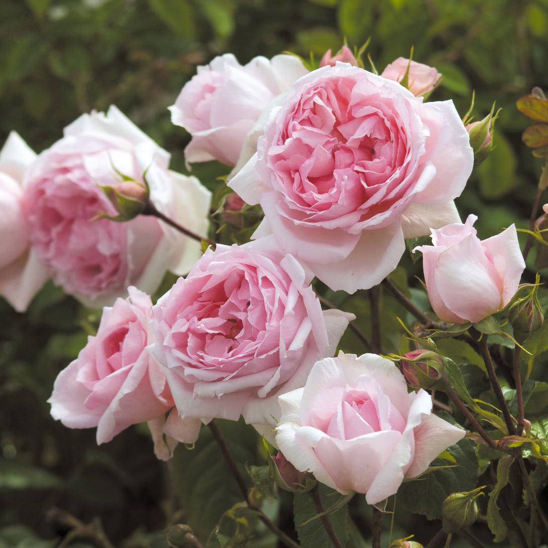 A Guide to Training and Tying in Roses