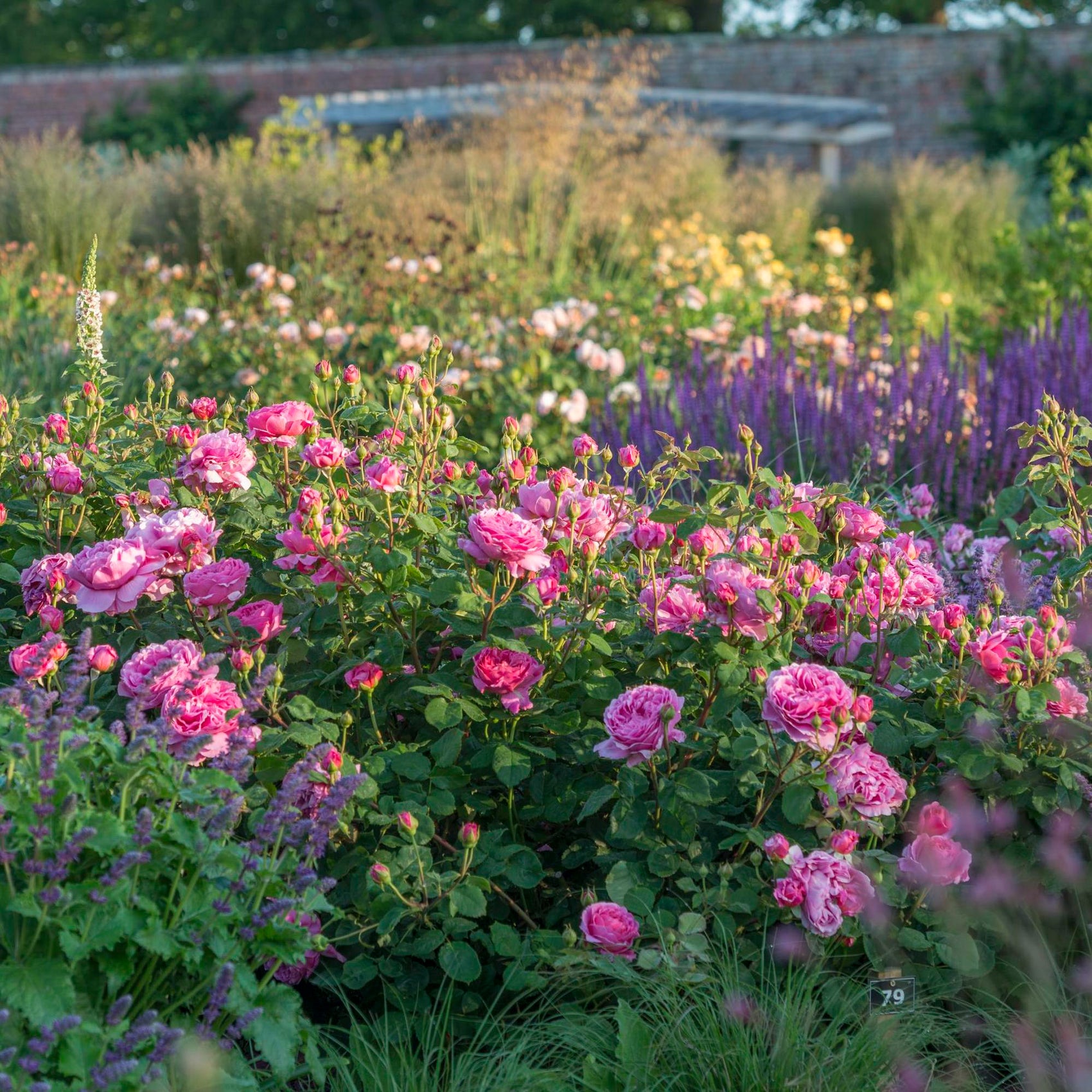 Princess Alexandra of Kent (Ausmerchant) | English Shrub Rose | David ...