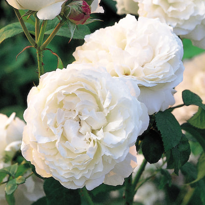 White & Cream Roses - David Austin Roses